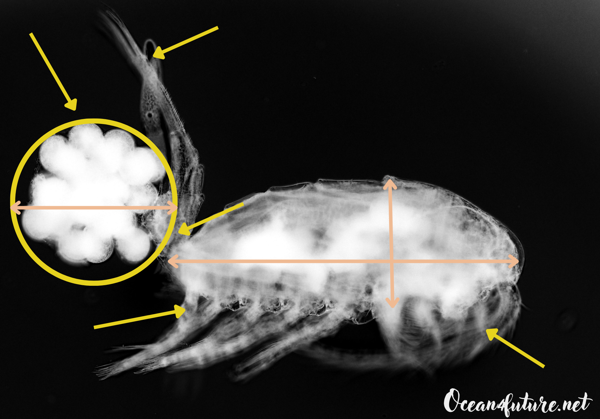 Projects - sentinel species